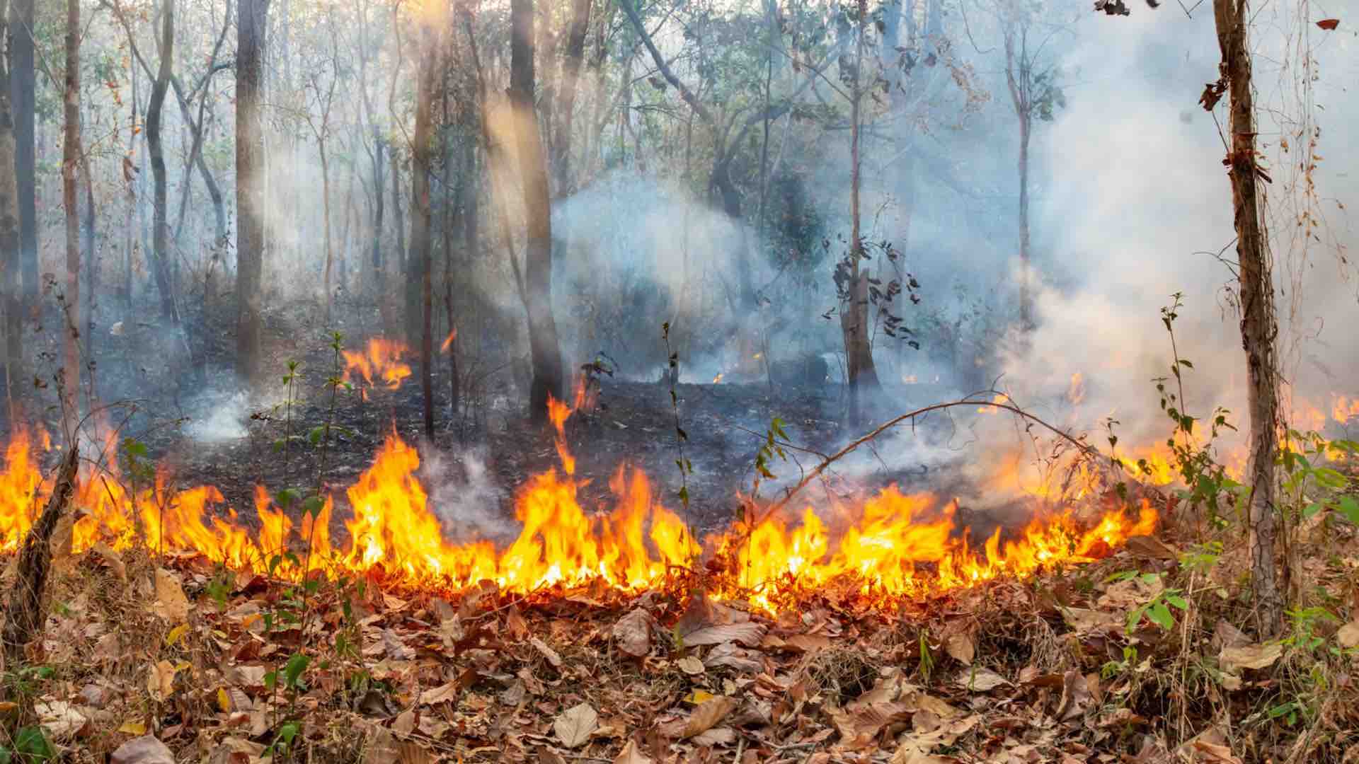 Fires in northern Brazil destroy 22 million hectares of forest - UAE ...